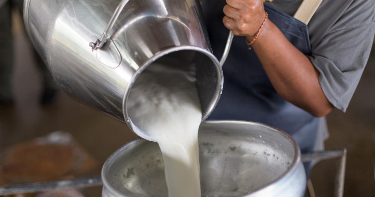Unlocking dairy potential in the Philippines | ACIAR Unlocking dairy potential in the Philippines | ACIAR